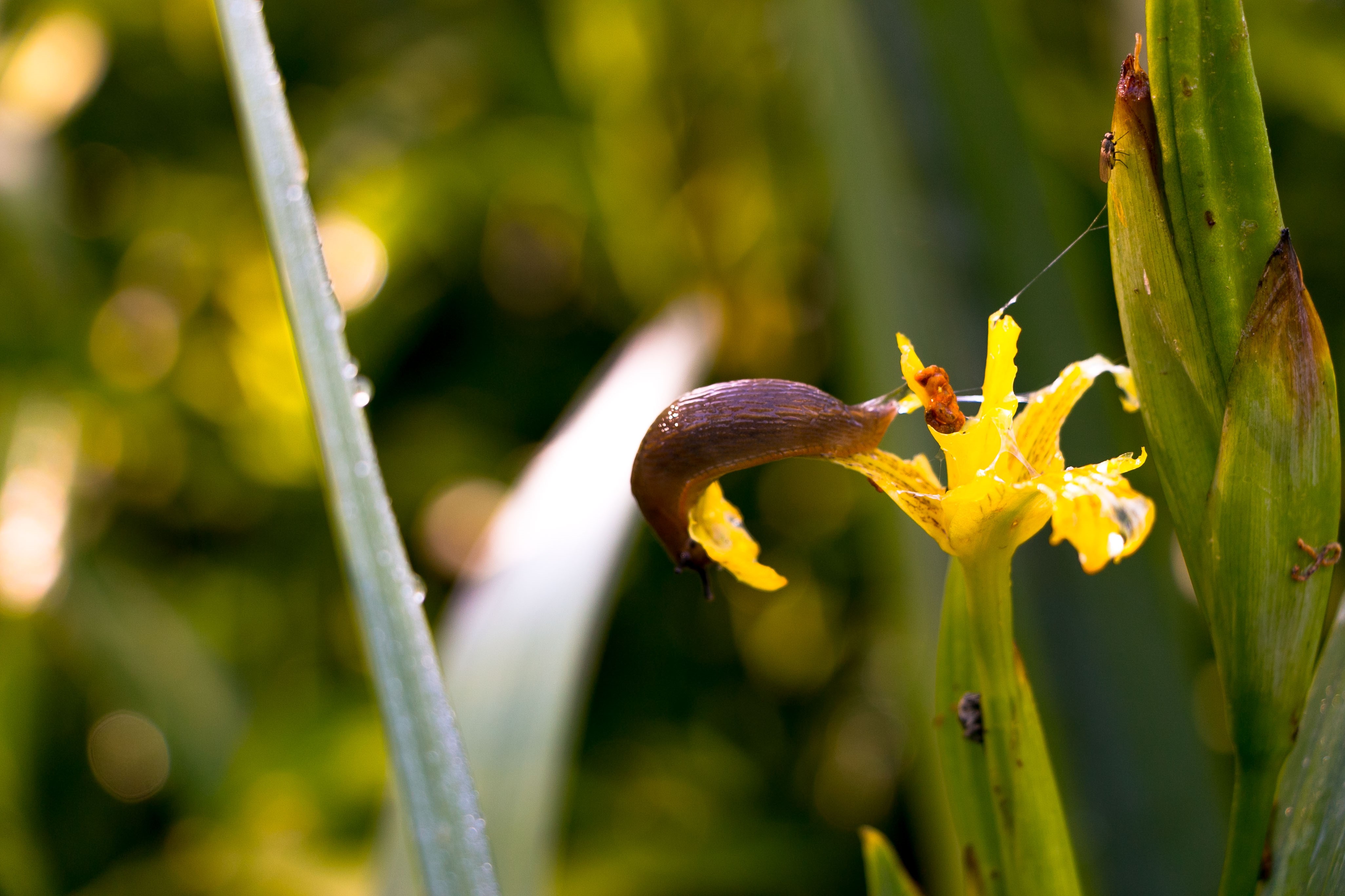 Steffi Mann 2 – Focus Grenoble