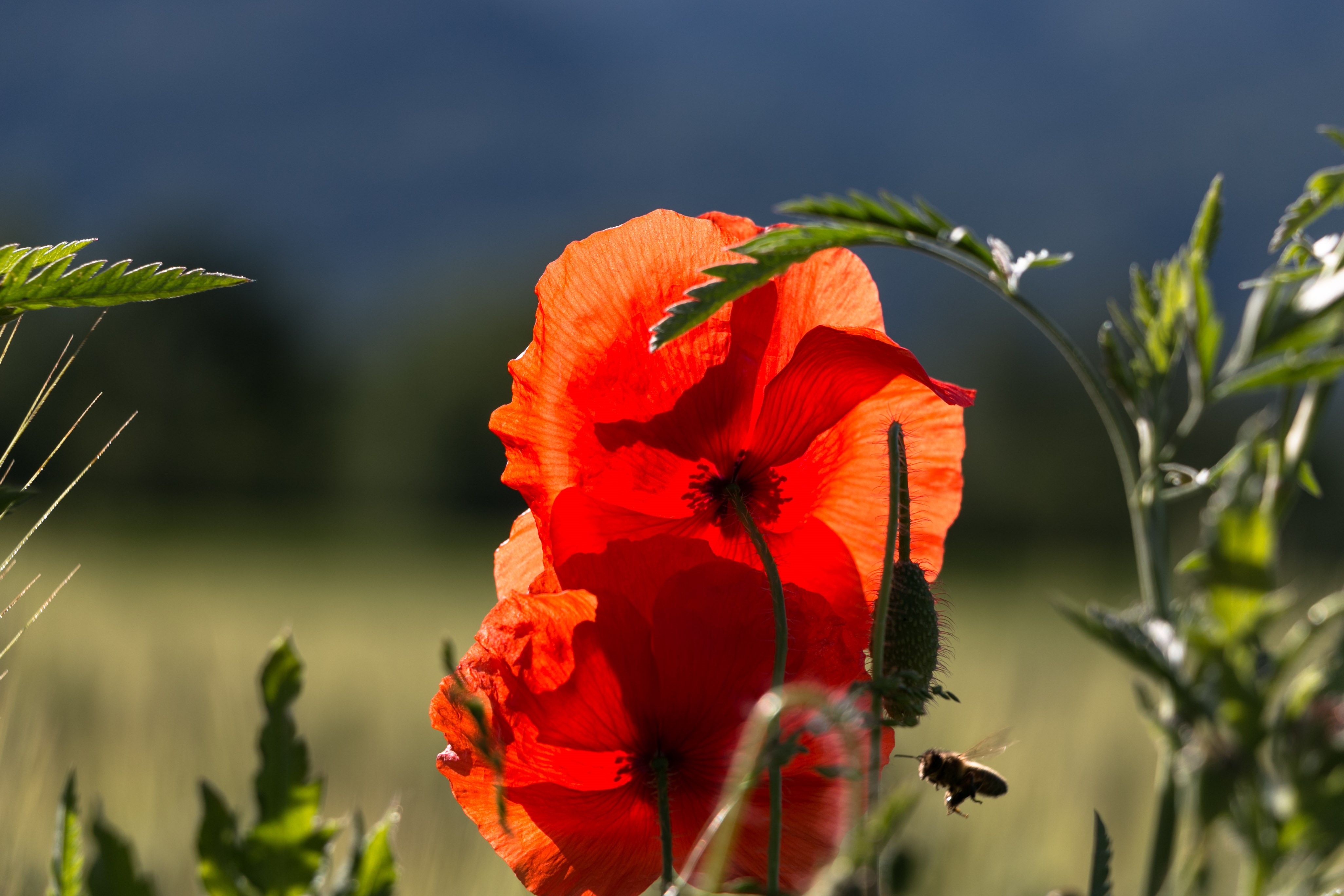 Steffi Mann 3 – Focus Grenoble