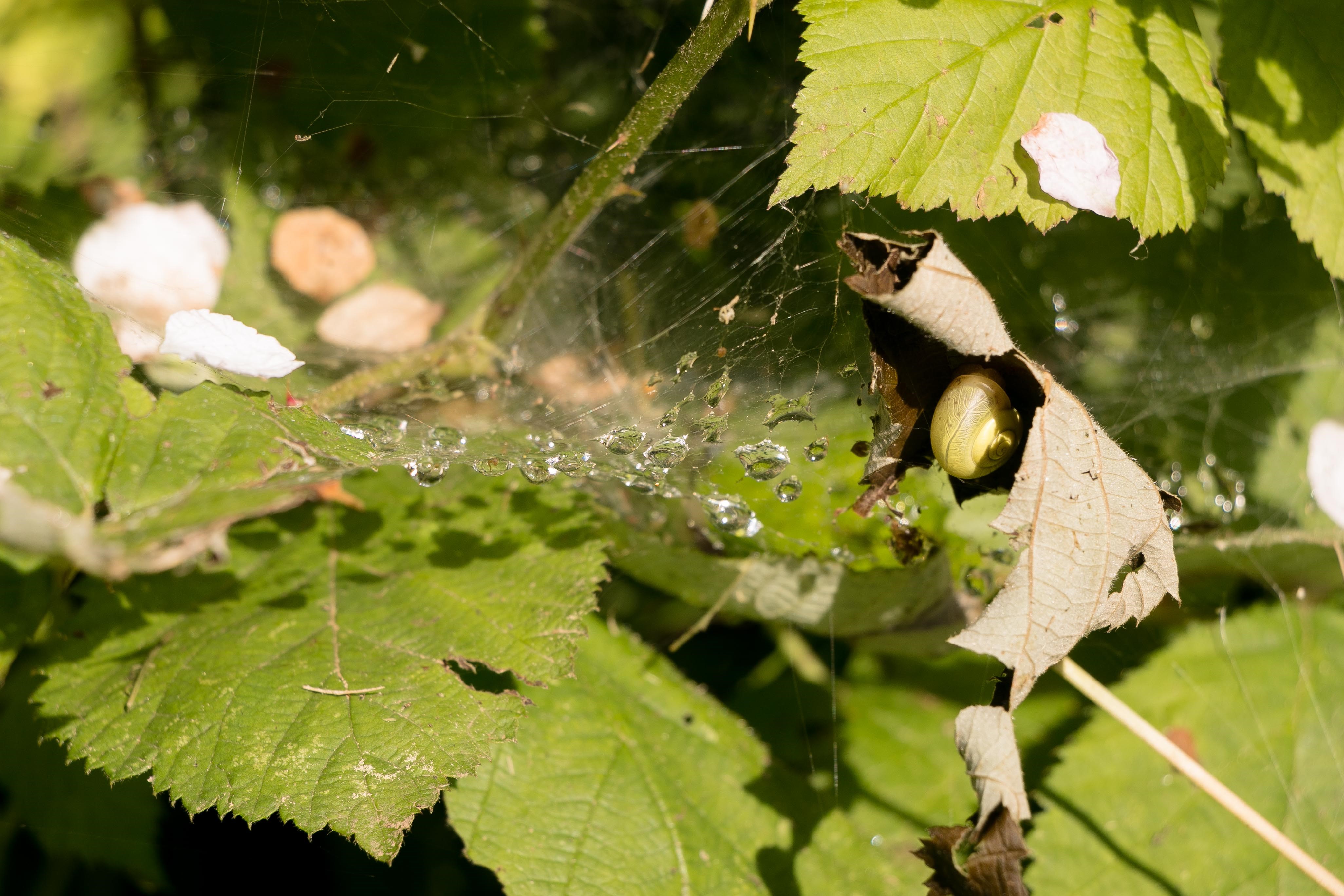 Steffi Mann – Focus Grenoble